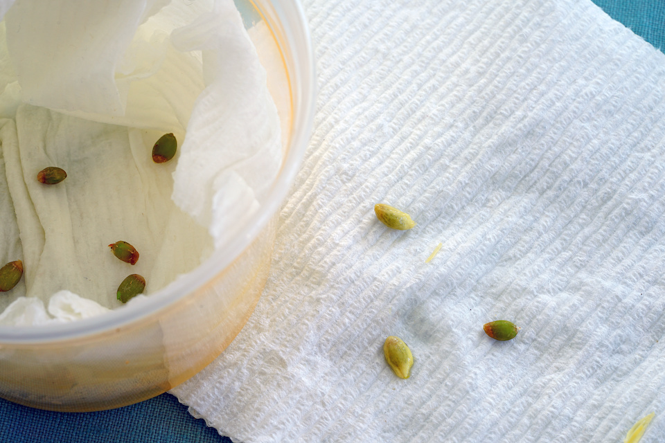 Do This and Your Seeds Will Sprout Like Magic (Seriously, 3x Faster)