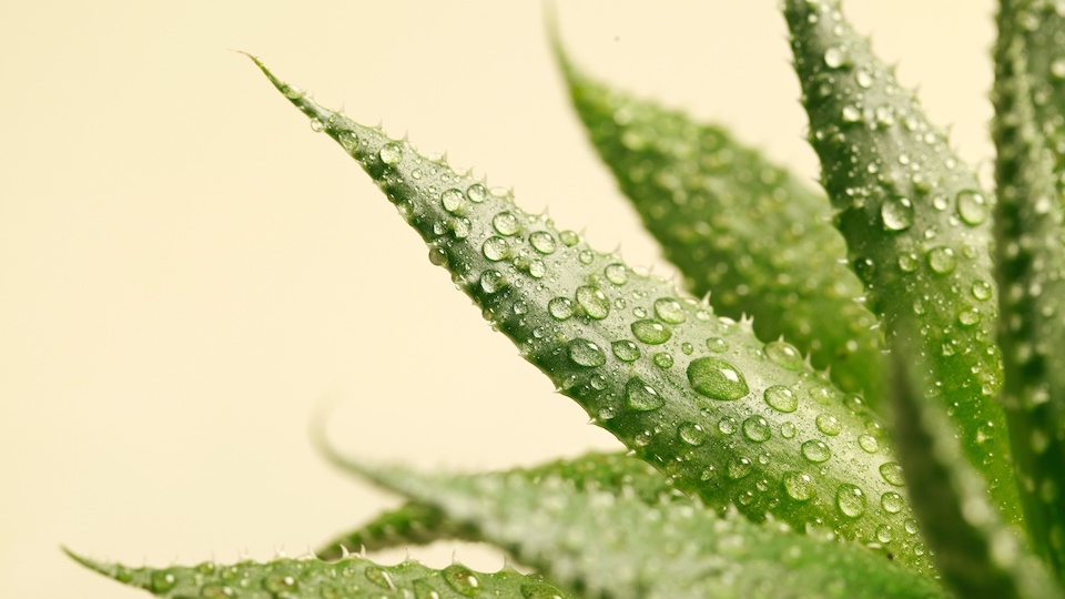 The Wonder Succulent Aloe: Why Everyone Should Have One in Their Home