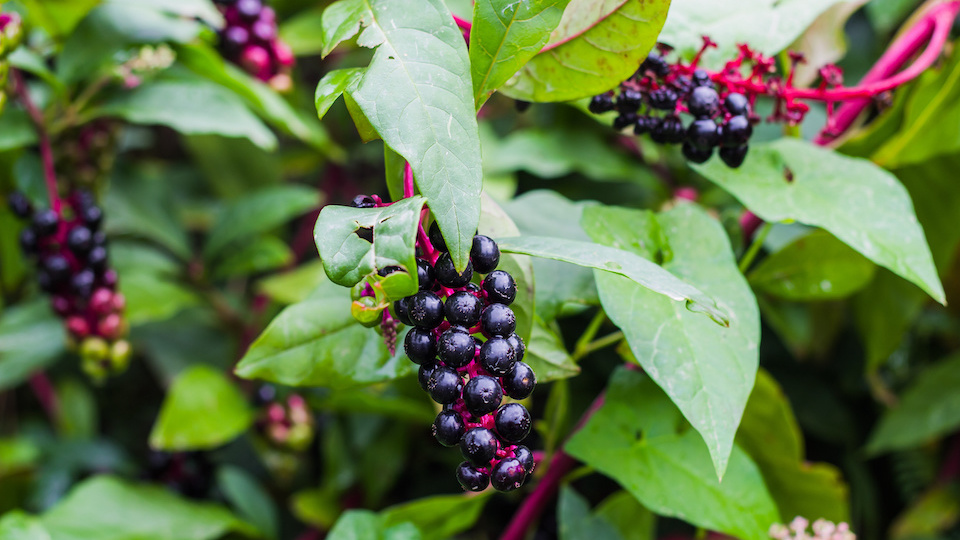 These Common Weeds Could Kill Your Dog