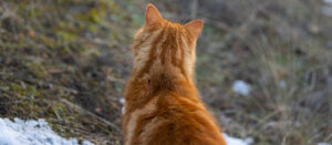 An Orange Cat Served as Mayor of an Alaskan Town for Two Decades