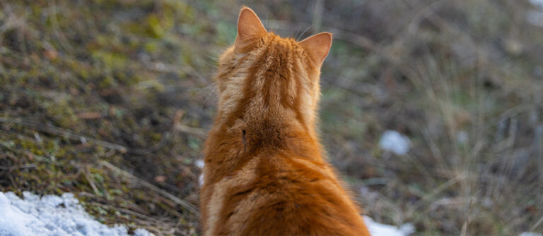 An Orange Cat Served as Mayor of an Alaskan Town for Two Decades