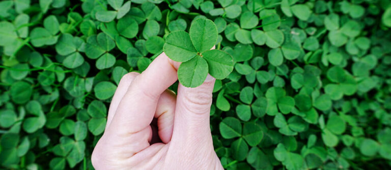The Clover with the Most Leaves Ever…