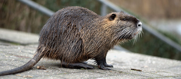 Save Wetlands by Eating Nutria, Says U.S. Fish and Wildlife