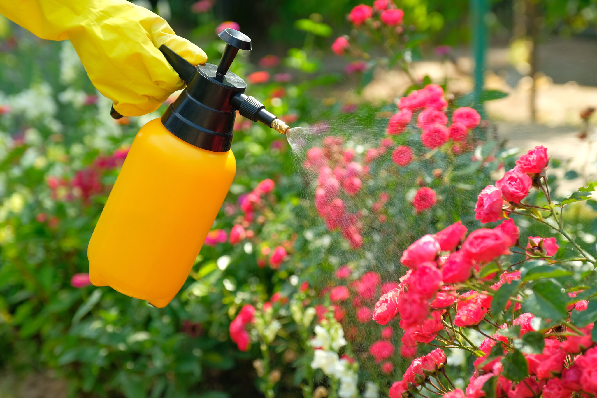 The Penny-Priced Roundup Alternative That’s Safer for Your Garden