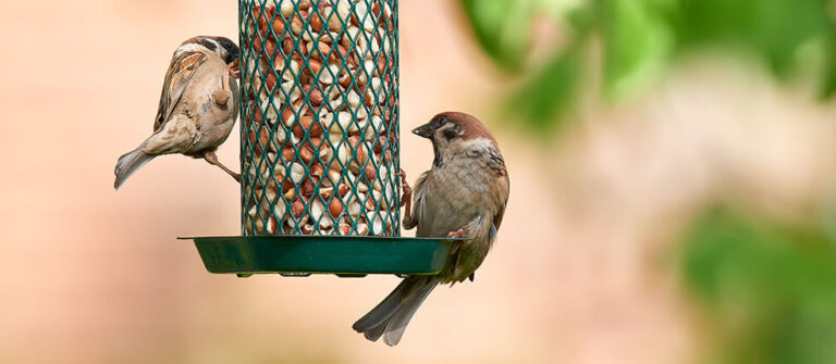 We Need Birds, But They Are Disappearing Fast: How to Help