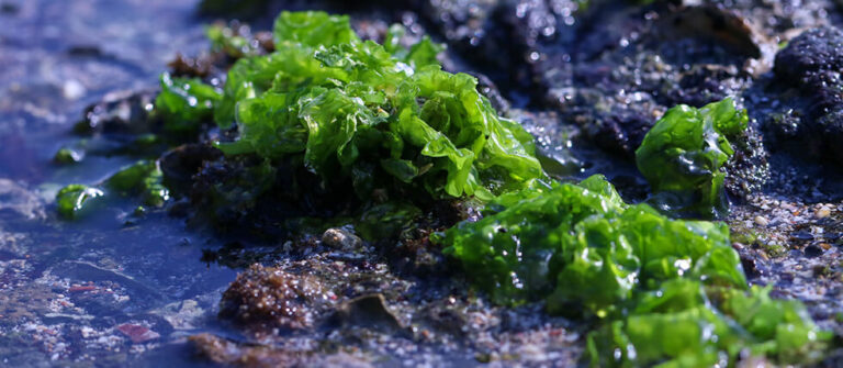 Before You Slurp Sea Moss Gel—Read This